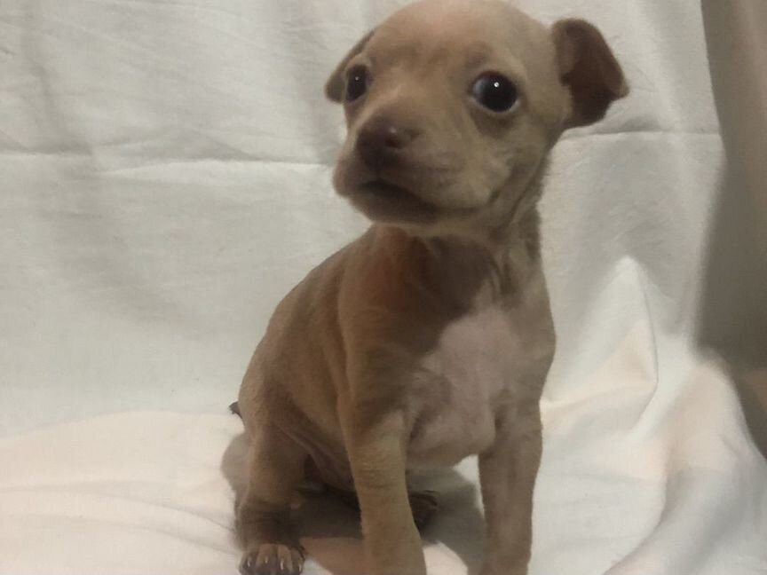 Щенки русский той-терьер