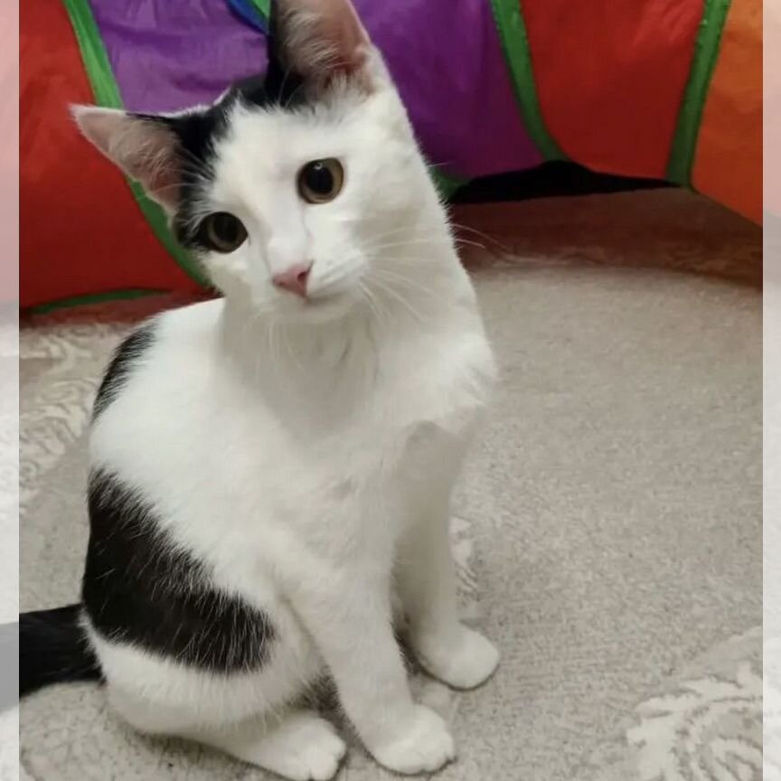 Котёнок в добрые руки