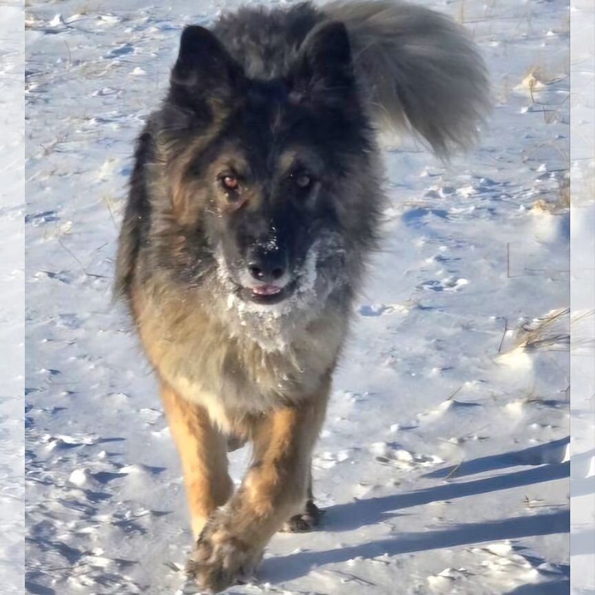 Взрослая собака в добрые руки