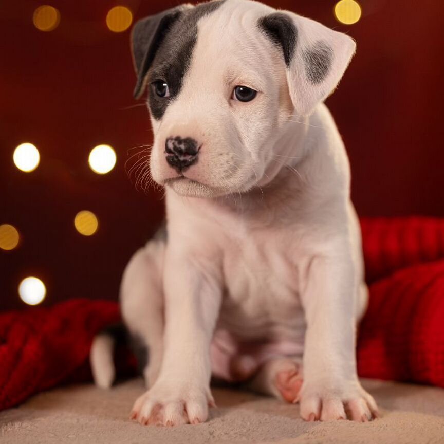 Американский стаффордширский терьер, щенок