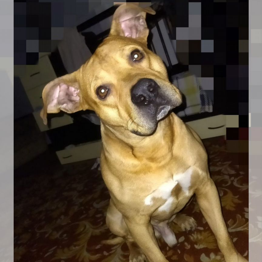 Американский питбультерьер, вязка