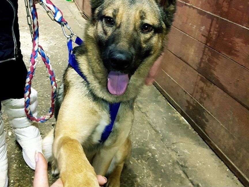 Метис овчарки оказалась в приюте нужен дом