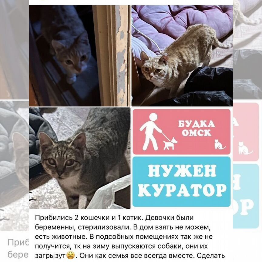 Взрослая кошка в добрые руки