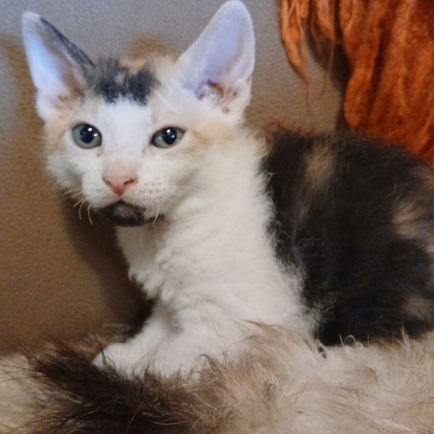 Канадский сфинкс котёнок