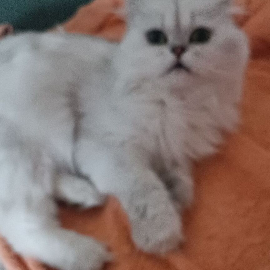 Котик в добрые руки мальчик