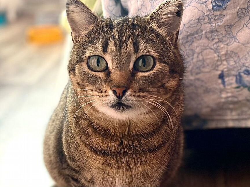 Кошка Шуня прочитайте о ней, пожалуйста