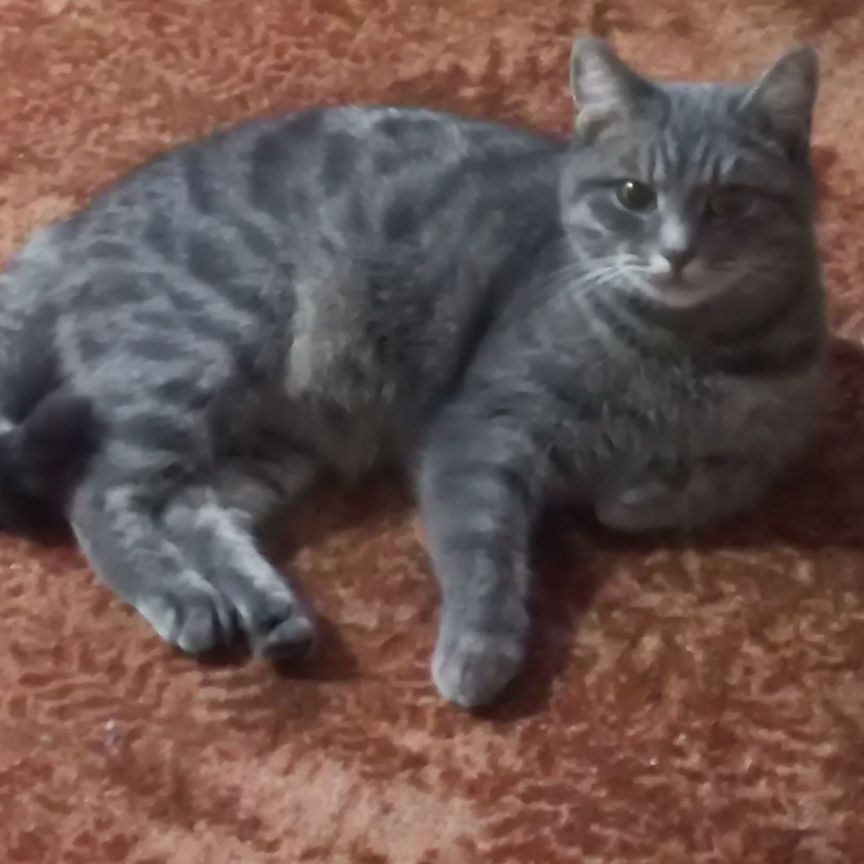 Отдам в добрые руки кошечку