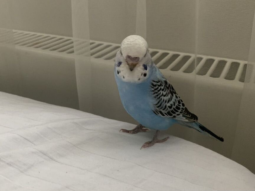 Попугай волнистый