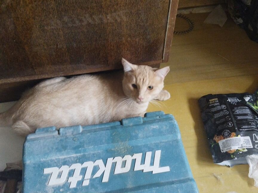 Кот