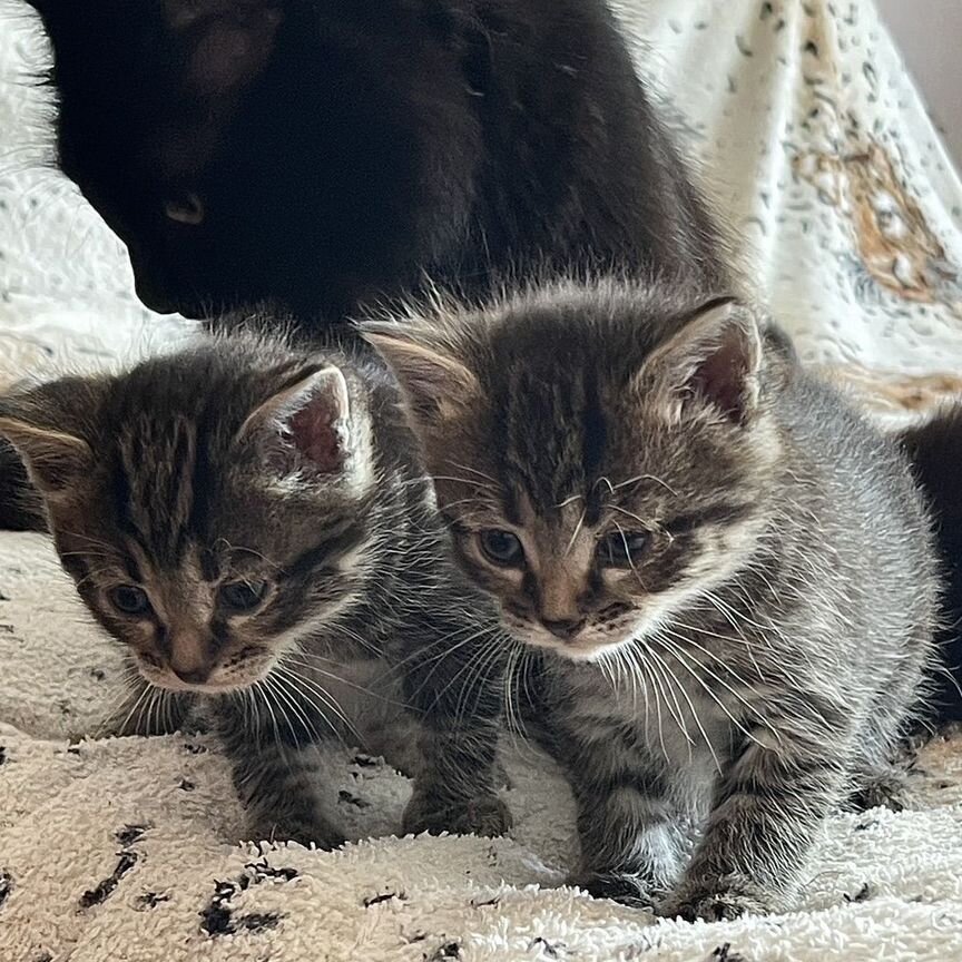 Сибирский котёнок