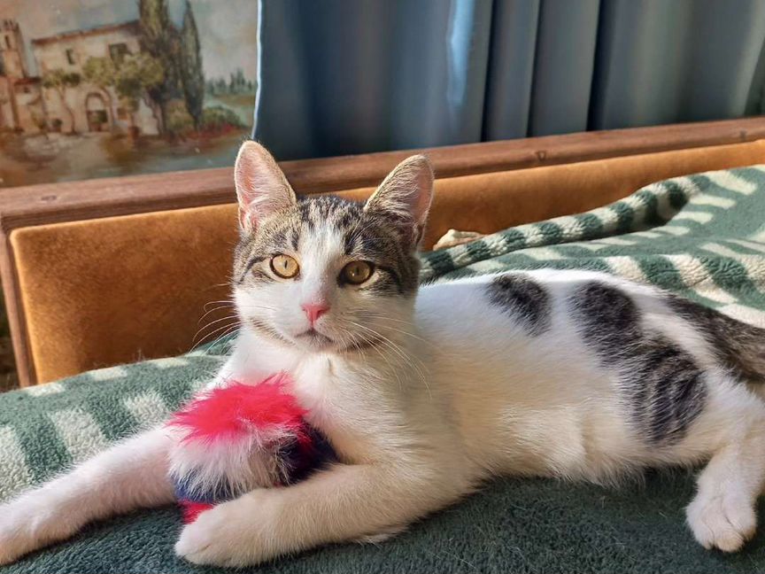 Ищет дом красивущий котик