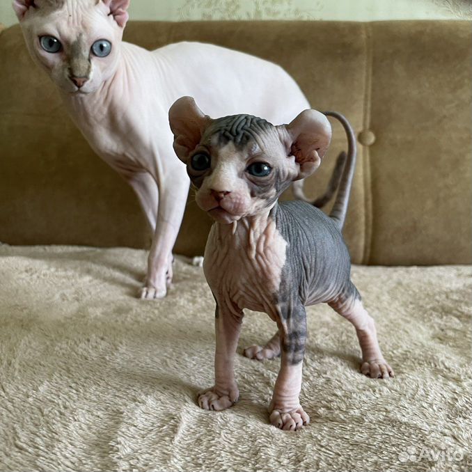 Предлагаются к резерву канадского эльфа