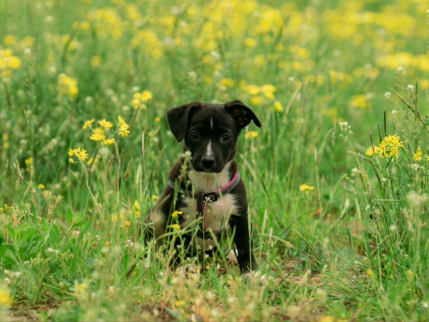 Коротколапый щенок в добрые руки
