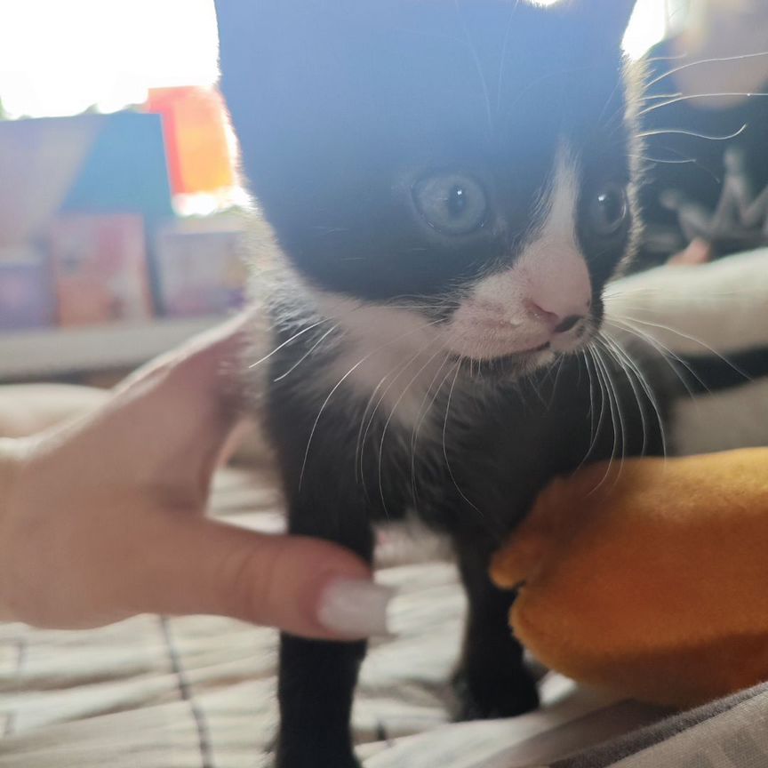 Отдам котят бесплатно в хорошие руки