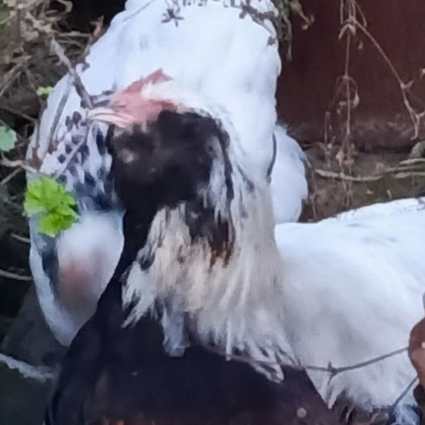 Молодые петушки