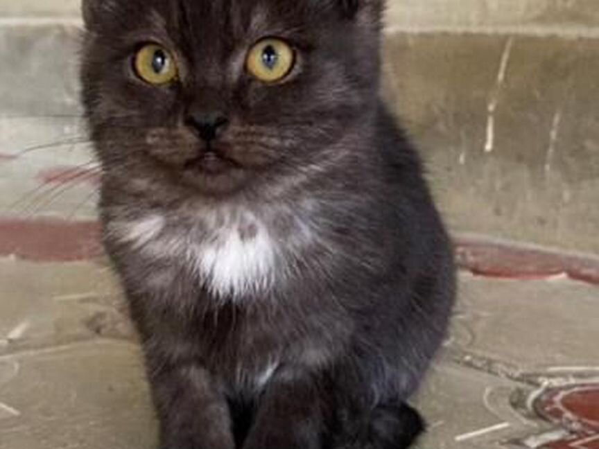 Кошка