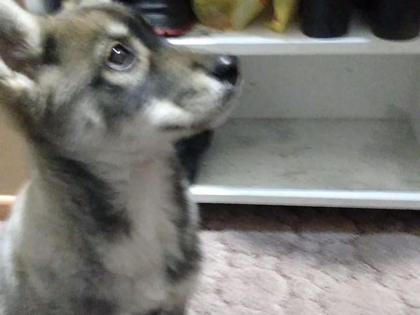 Щенок в хорошие руки