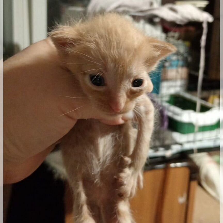 Котята-инопланетяне ищут вас