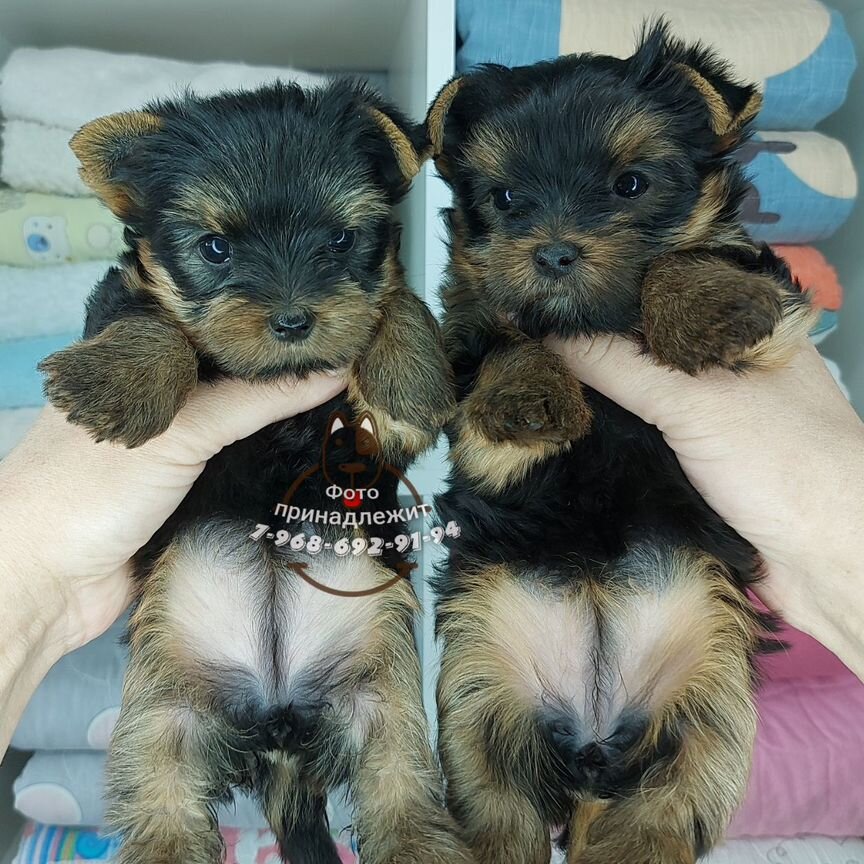 Йоркширский терьер, щенок