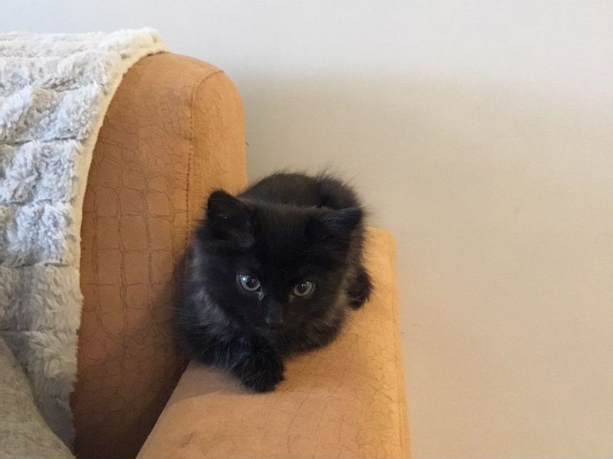 Отдам котенка в добрые руки