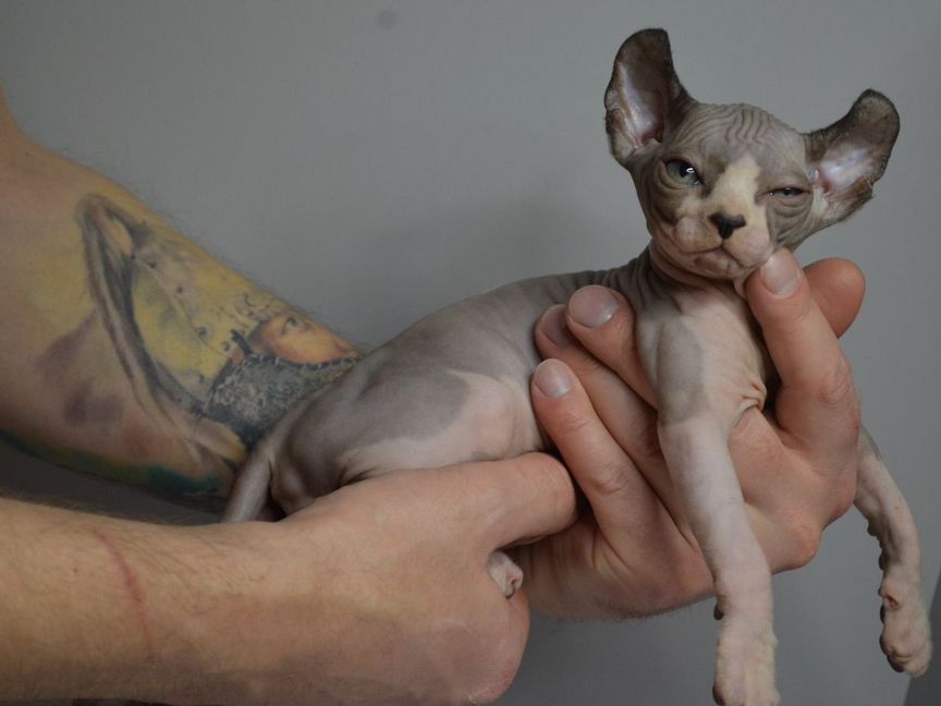 Котята эльфы