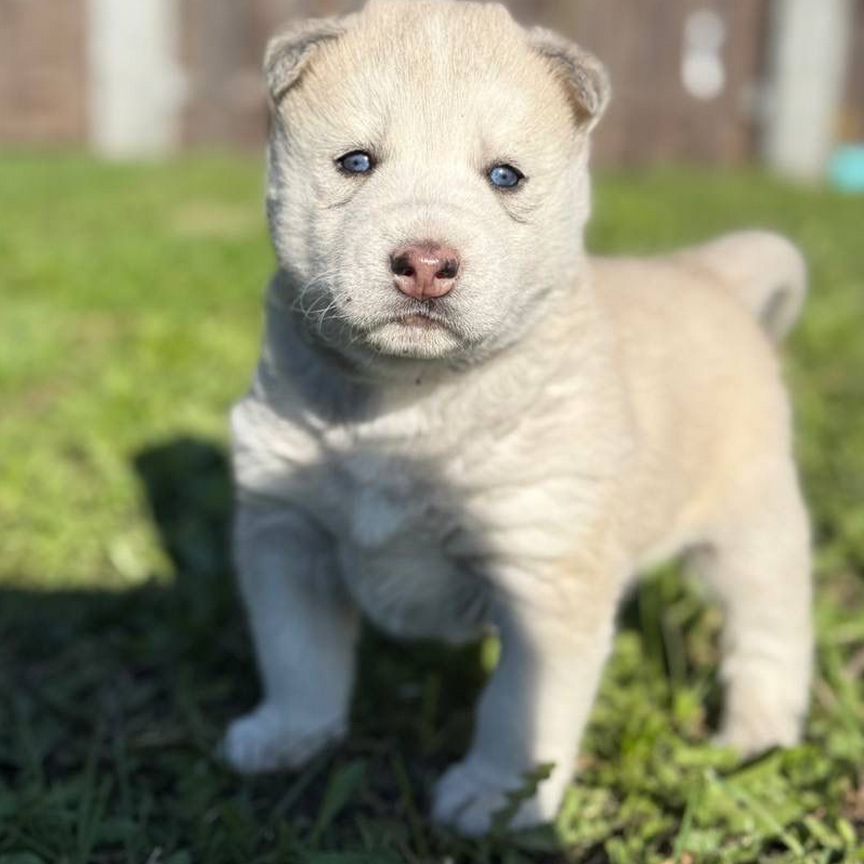 Сибирский хаски, щенок