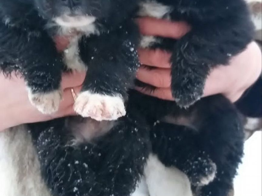 Щенки мальчики