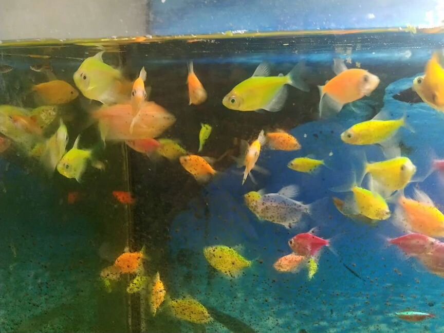 Аквариумные рыбки тернеции