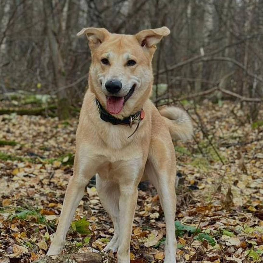 Лайка, взрослый пёс