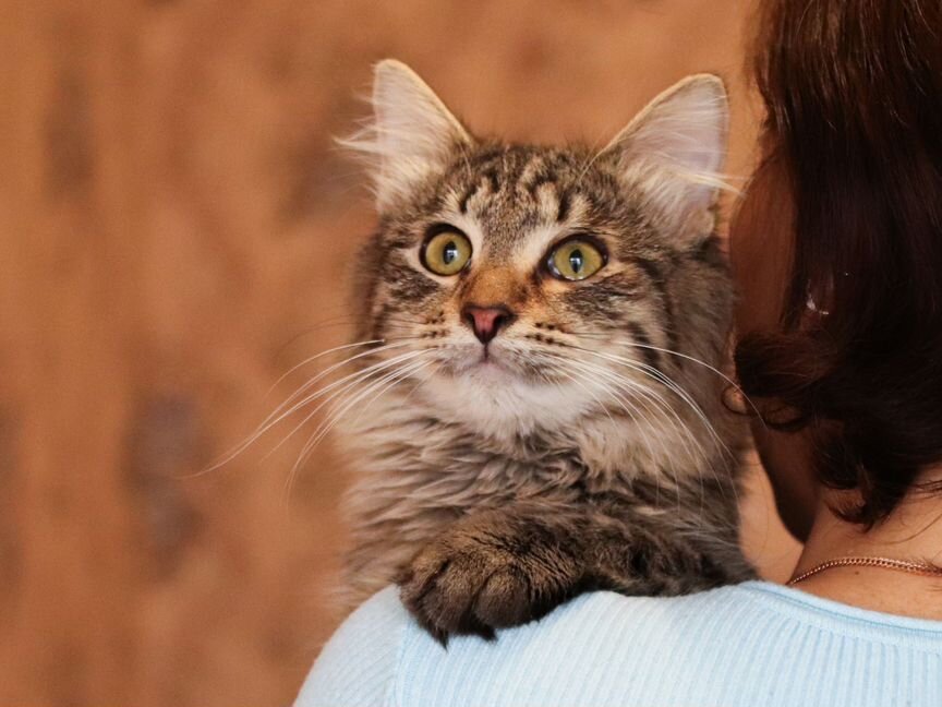 Котик Ванюша ищет дом