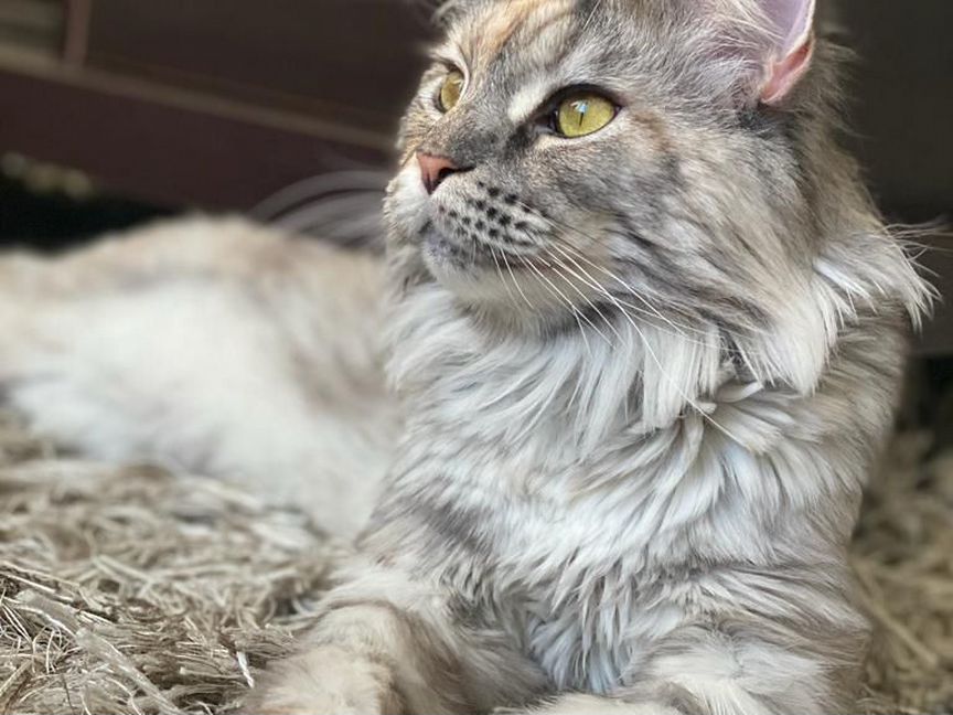 Киара в добрые руки