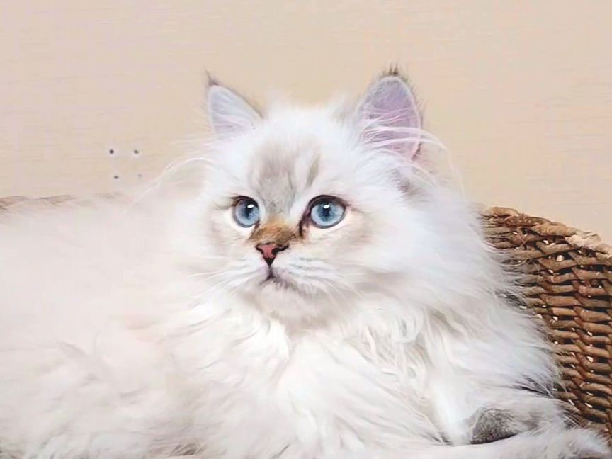 Шотландский хайленд