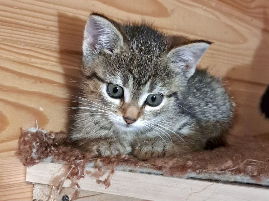 Чудо девочка 2 мес котенок
