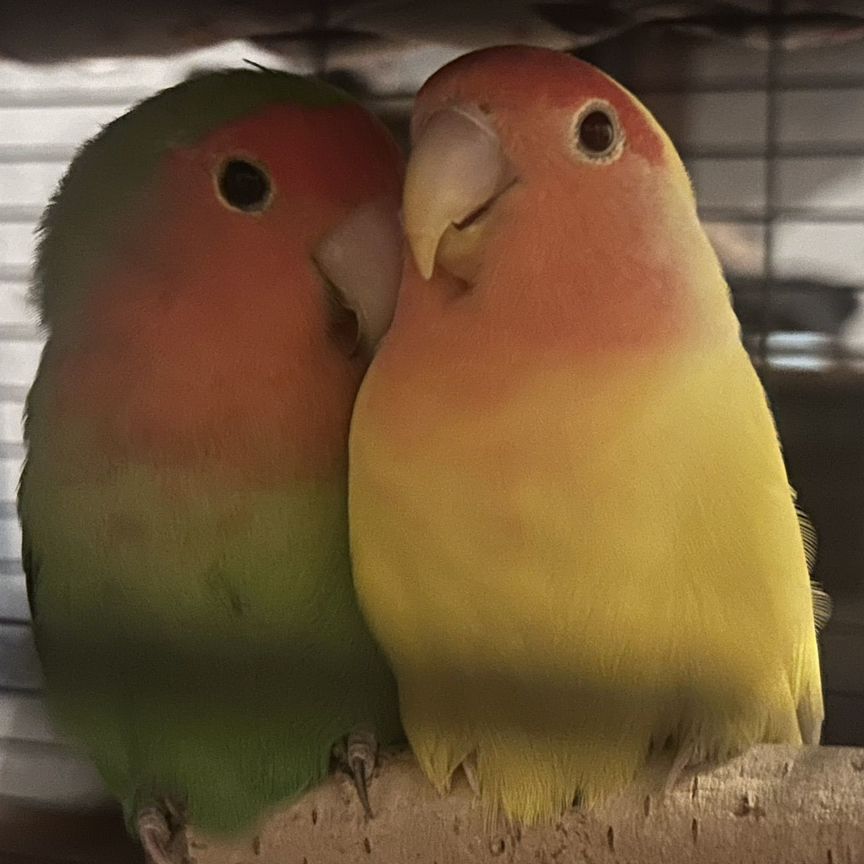 Попугай неразлучники с клеткой