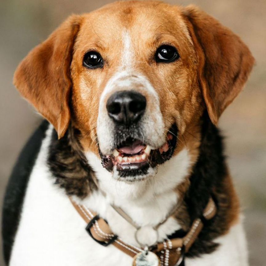 Русская пегая гончая, взрослый пёс