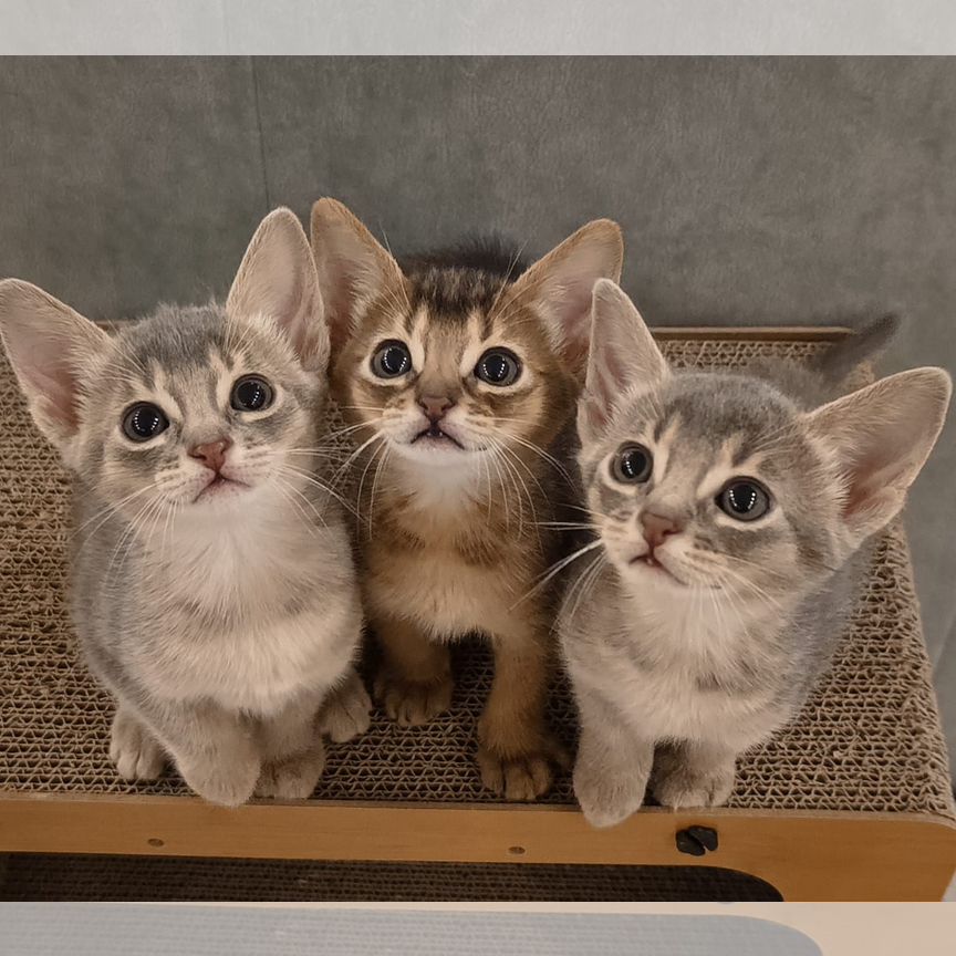 Абиссинский котёнок
