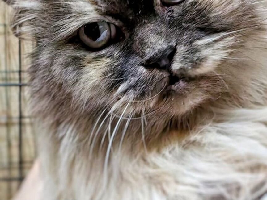 Кошечка Анфиса в добрые руки