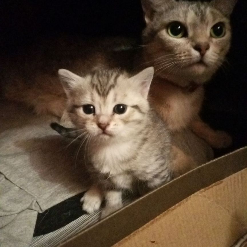 Котята в добрые руки