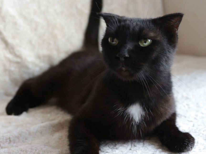 Багира в добрые руки