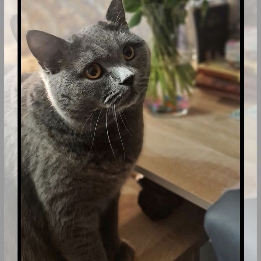 Британский короткошёрстный, взрослый кот