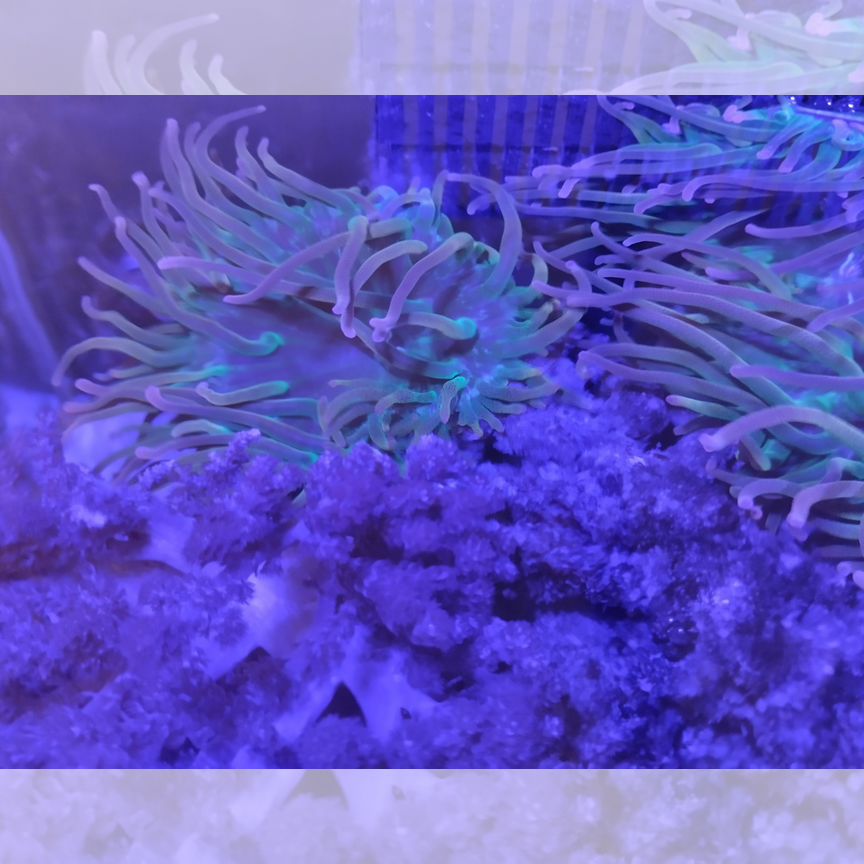 Актиния квадриколор