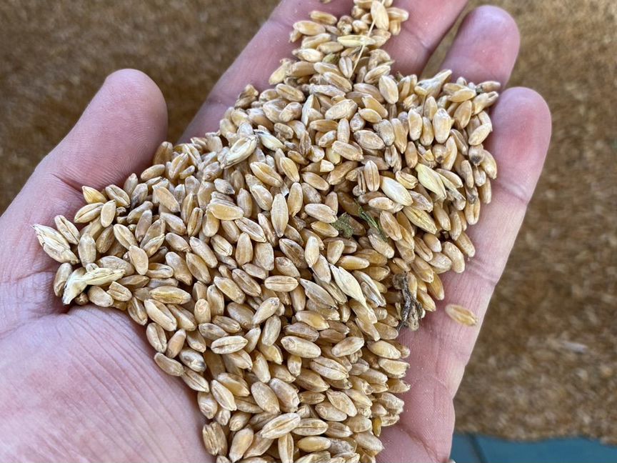 Яровая пшеница