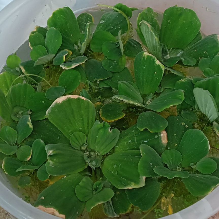 Аквариумное растение