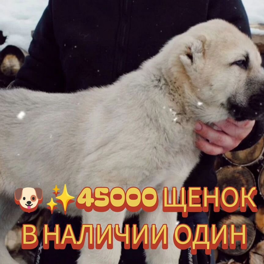Среднеазиатская овчарка, щенок