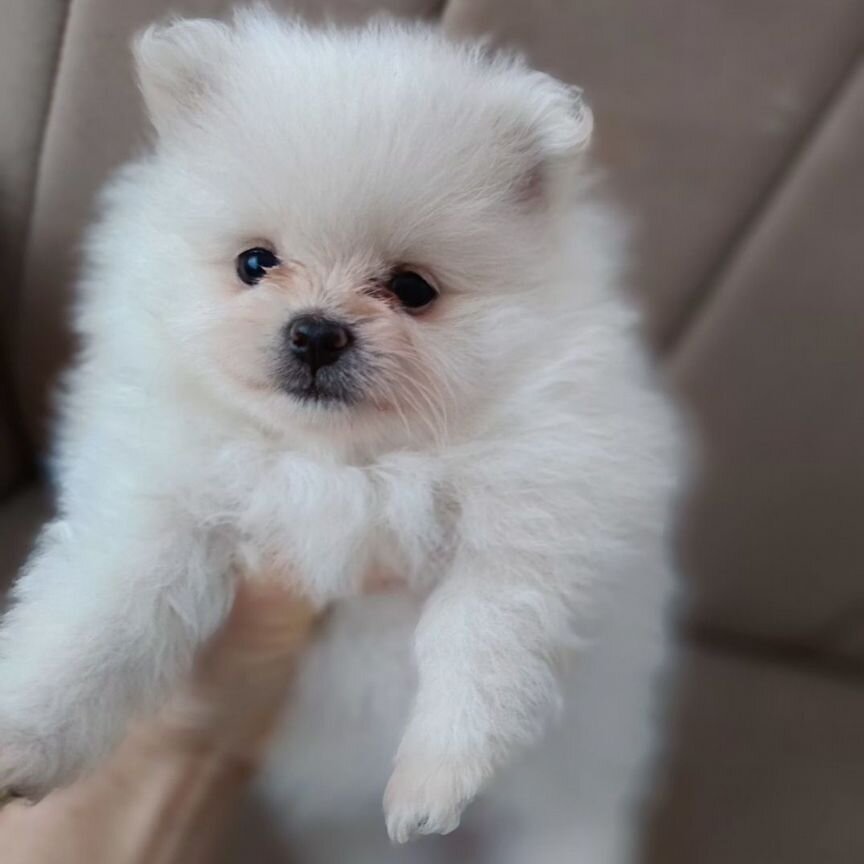 Померанский шпиц мини щенок белый - орандж