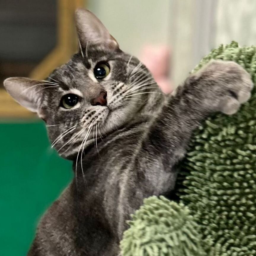 Грэй в добрые руки