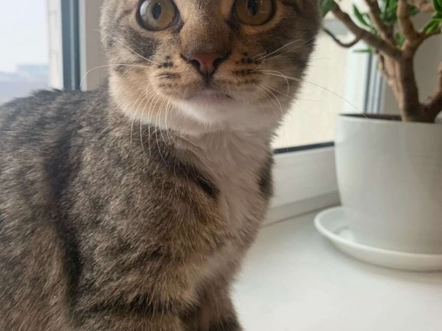 Милый котенок