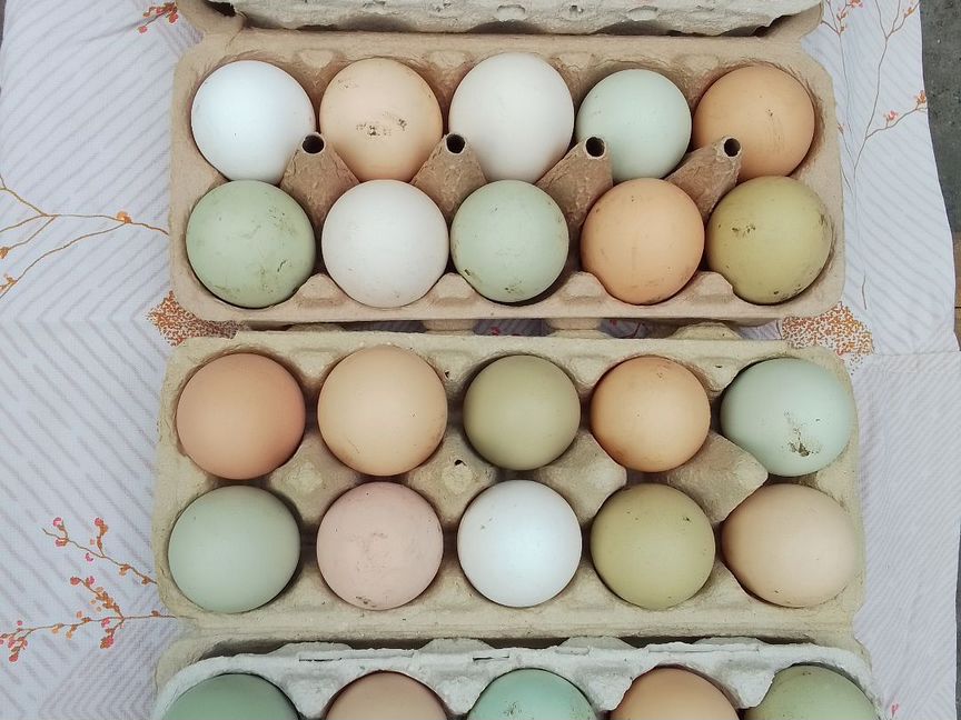 Домашнее инкубационное яицо