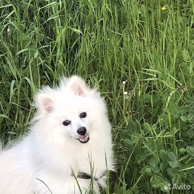 Шпиц ищет девочку для вязки