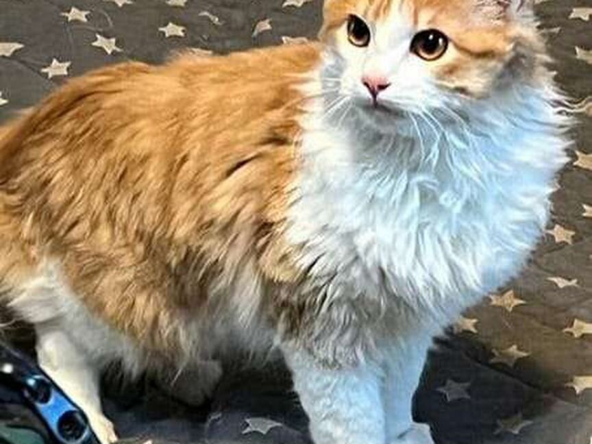 Молоденький котик ищет дом